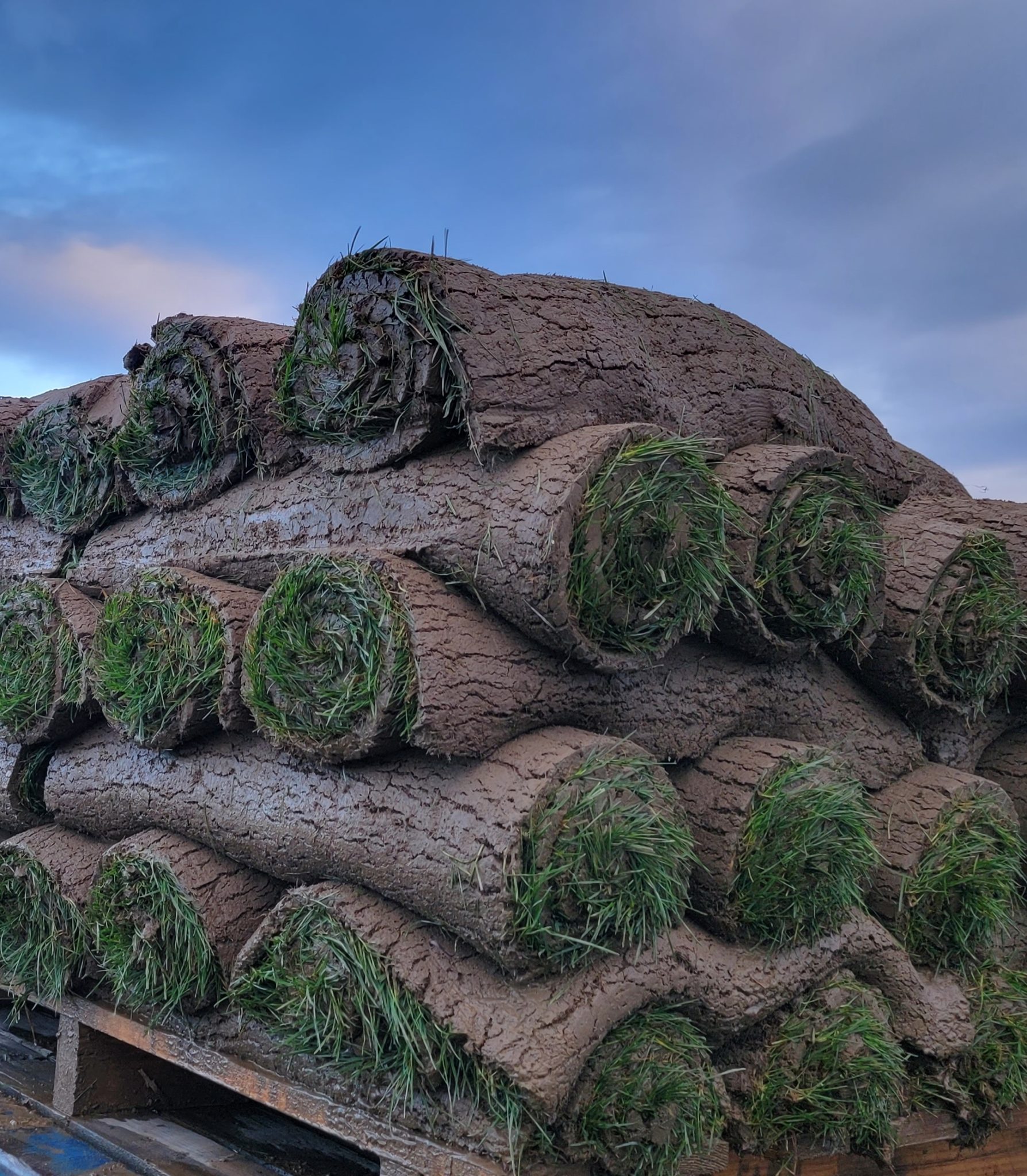 Installing Live Turf / Sod - TufTurf